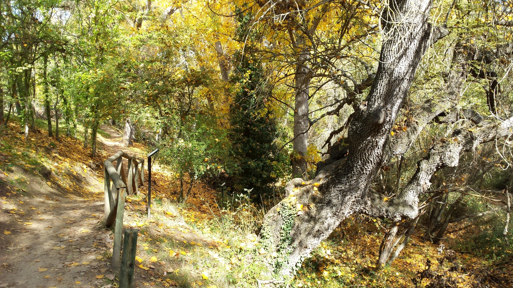 RUTA CON NIÑOS: EL PARDO RIBEREÑO - Pequeños Planes