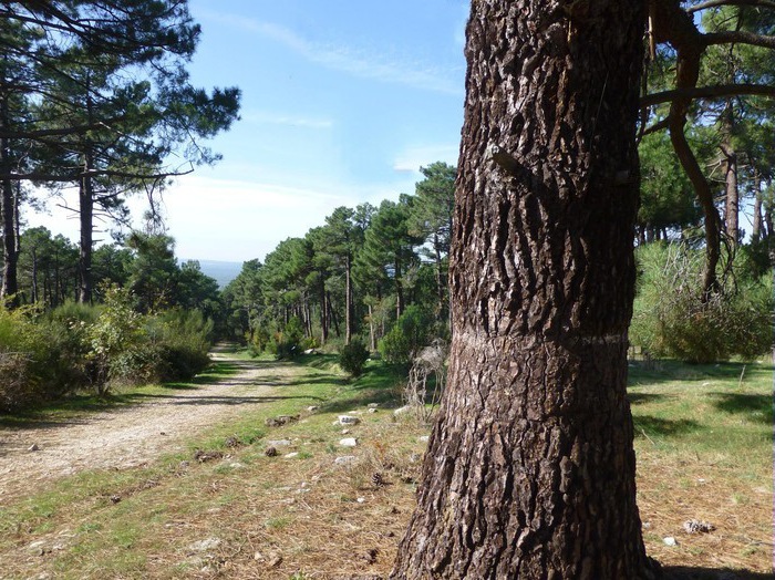 Senda La Horizontal - El Escorial (Madrid) - Pequeños Planes